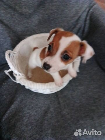 Щенки джек Рассел терьер