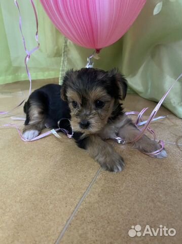 Йоркширский терьер щенки