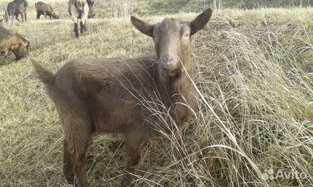 Козлик и козочки