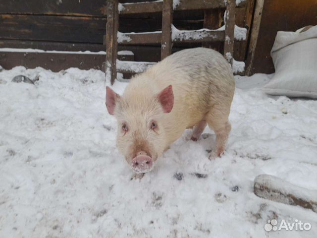 С/х животные