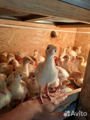 Индюшата хайбрид конвертер