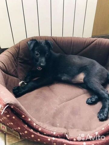 Собака в добрые руки щенок