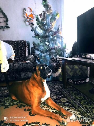 Вязка (Тигровый боксёр)