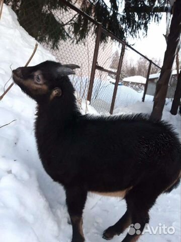 Козлик ламанча