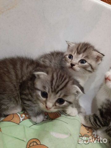 Вислоухие котята в добрые руки