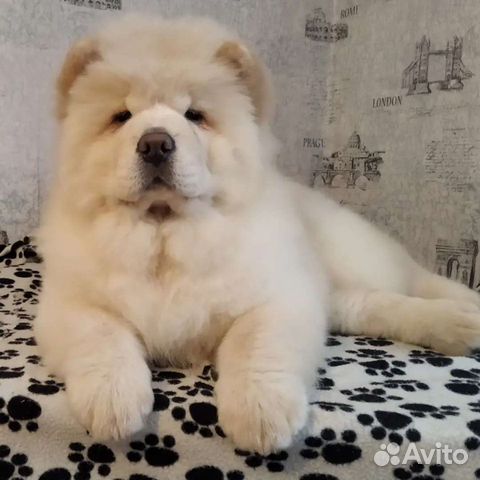 Щенки чау-чау