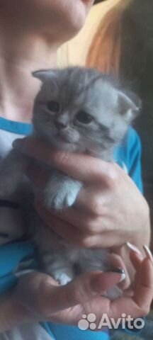 Кошки