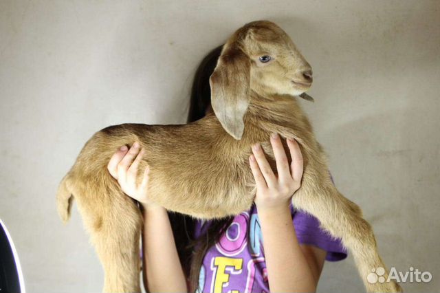 Нубийские козы