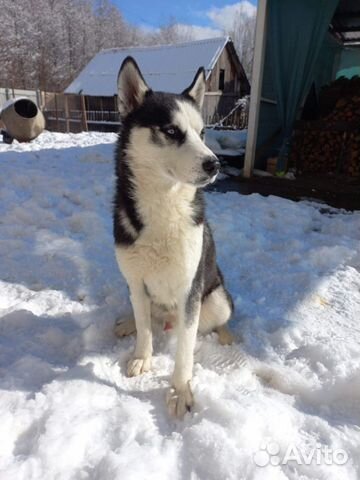 Сибирский хаски