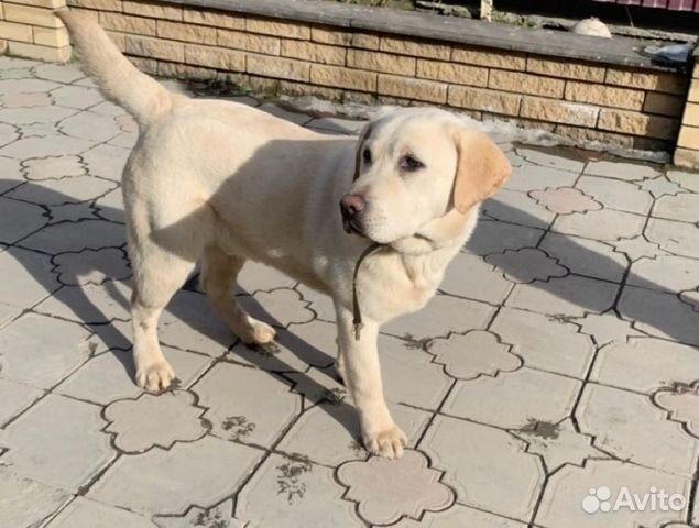 Лабрадор ретривер