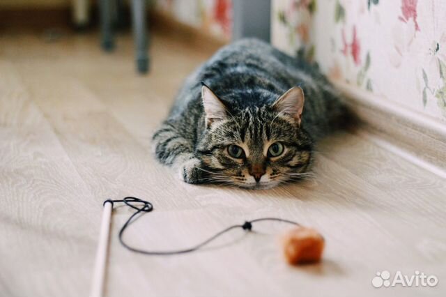 Котик Паддингтон