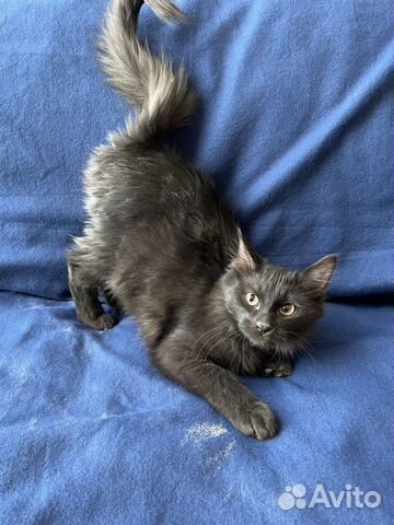 Черные котята бесплатно