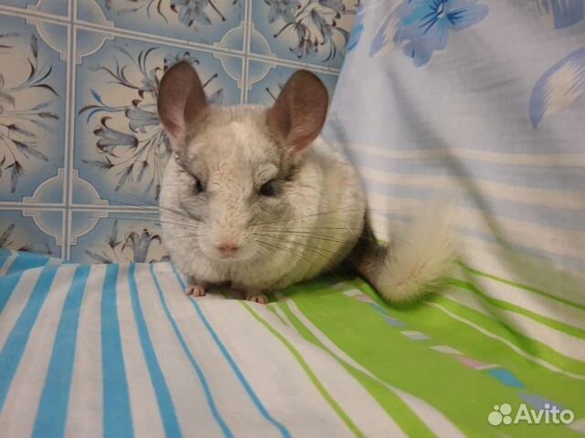 Шиншилла Белый бархат мозаика