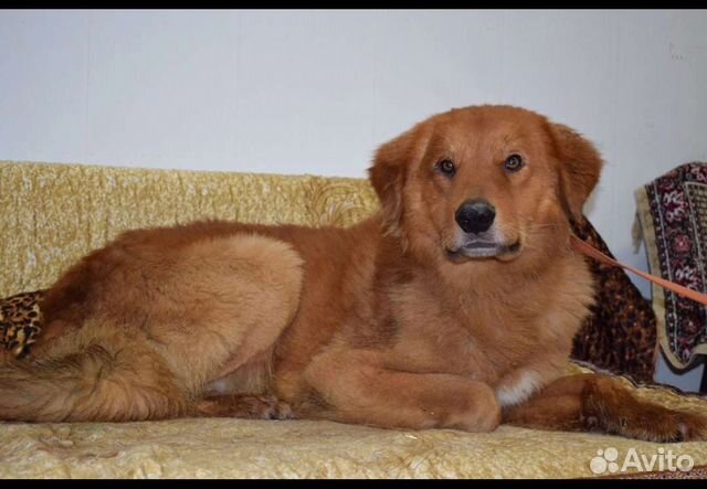 Собака мальчик, Мишенька ищет дом