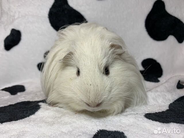 Морская свинка шелти мальчик