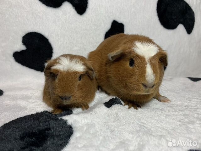 Морские свинки крестед девочки рыжики