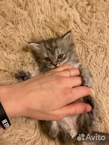 Котята британской породы