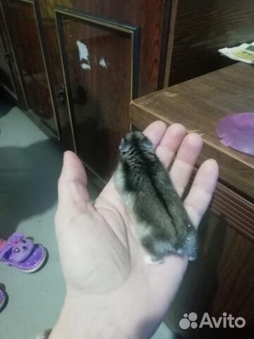 Отдам джунгариков