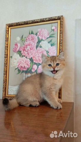 Британский котенок