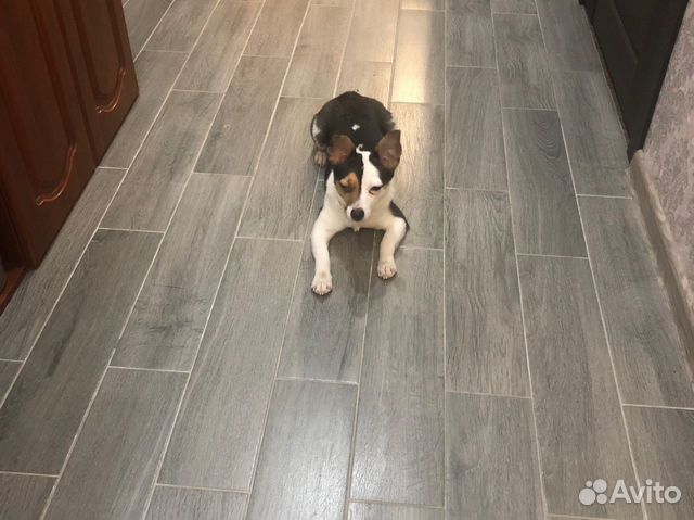 Отдам собаку в добрые руки