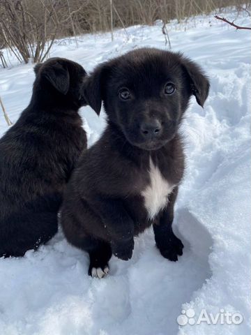 Щеночки