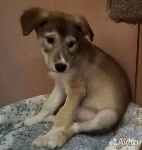 Малыши из помёта Катины