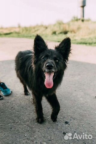 Собака в добрые руки