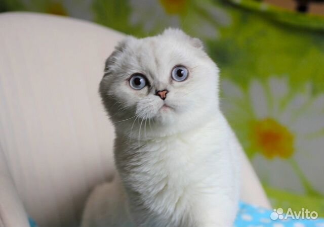 Абрикосик Безухов колорпойнт