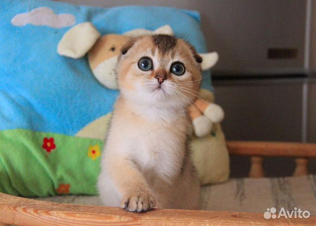 Малыш Смайлик - золотой скоттиш-фолд