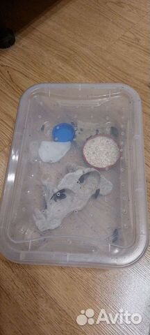 Мраморные тараканы с контейнером