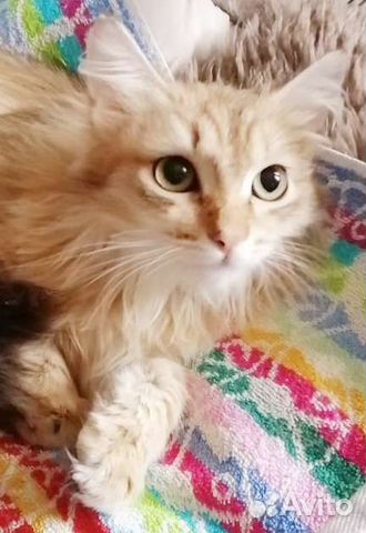 Миранда ищет дом. Доставка