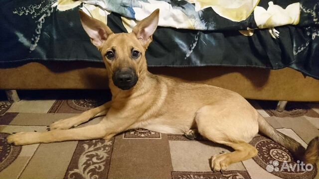 Щенок девочка стерилизованная