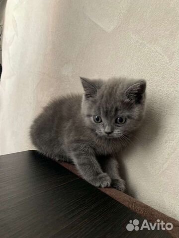 Продам котят