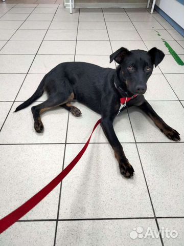 Собака в добрые руки щенок