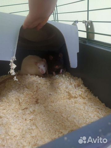 Декоративная крыса