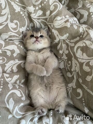 Котенок шиншила