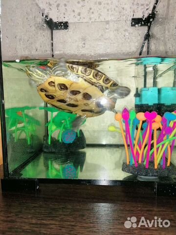 Красноухая черепаха