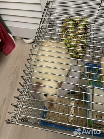 Сиамская крыса