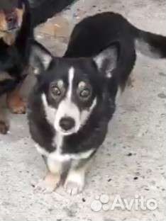 Корги метис очень нужен дом