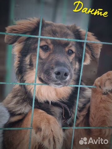 Лохматый щенок из приюта