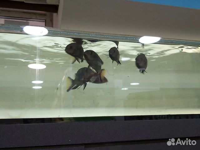 Васильковая цихлида