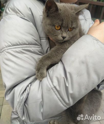 Кошечка-подросток,похоже "британка"