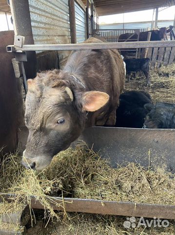 Быки на мясо