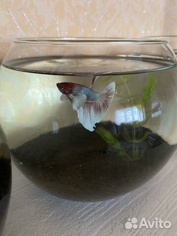 Рыба петушок с авкариумом