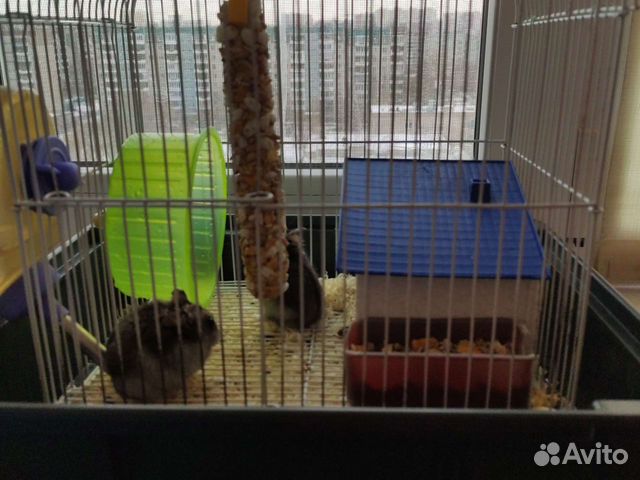 Джунгарские хомяки с клеткой
