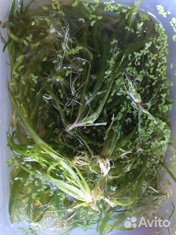 Валиснерия