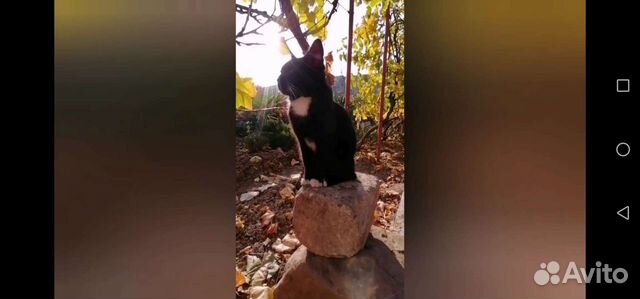 Ищу для вязки кота порода курильский бобтейл
