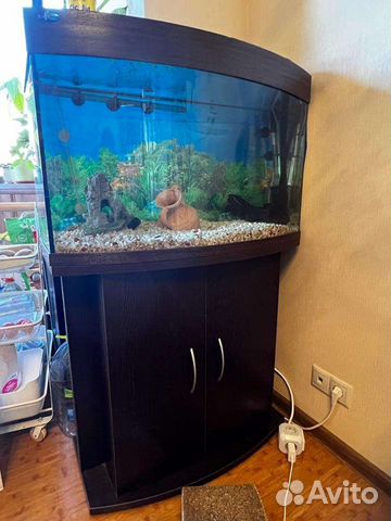 Аквариум 200 литров, фильтр + 1 цехлида