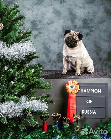 Вязка мопс кобель Чемпион России