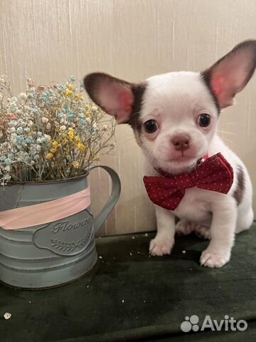 Чихуахуа чудесный мальчик подарок на 8 марта
